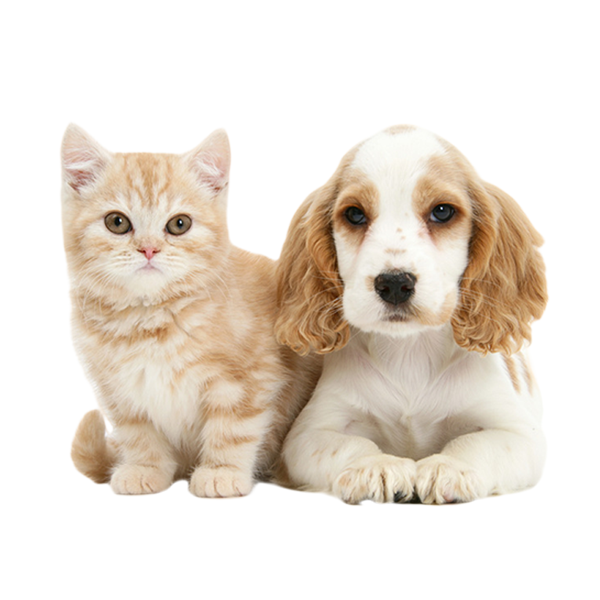Cloud Pet Official Store in Malaysia, Online Shop 12 2024
