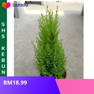Pokok Goldcrest Pokok Lemon Cypress Pokok Hiasan Ornamental Plants Live ...