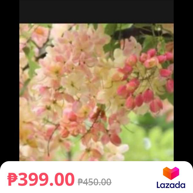 PALAWAN CHERRY BLOSSOMS BALAYONG