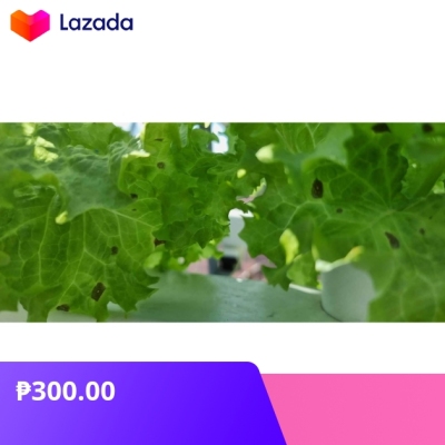 Fungus Removal and Prevention for Hydroponics Lettuce | Katanim Hydroponics