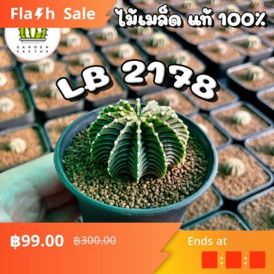 LB2178 แท้100% ยิมโนLB LBแท้ LB2178แท้ แคคตัส กระบองเพชร Cactus LB 2178 เชื้อด่าง เชื้อคริส ไม้ ...
