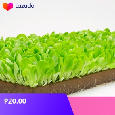 FV Hydroponic Foam 4cm Height 100 Cubes | hydroponics foam ...