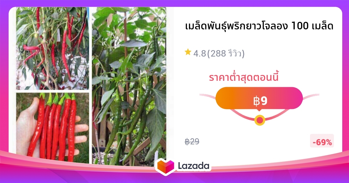 เมล็ดพันธุ์พริกยาวโจลอง 100 เมล็ด