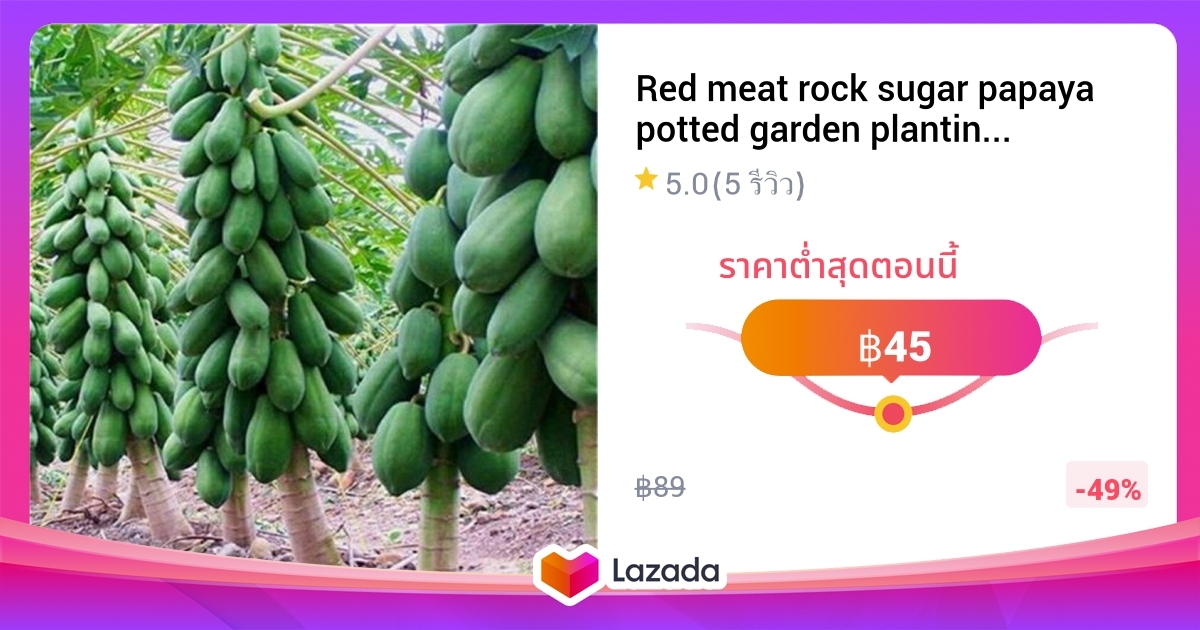 Red meat rock sugar papaya potted garden planting 38pcs/pack