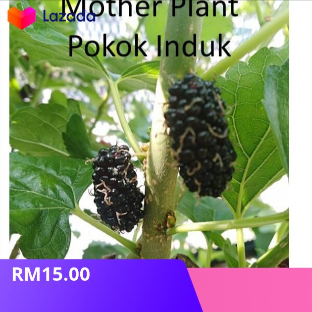 Mulberries Plant / Pokok Mulberry Tanpa Racun Dalam Pot Live Plant ...
