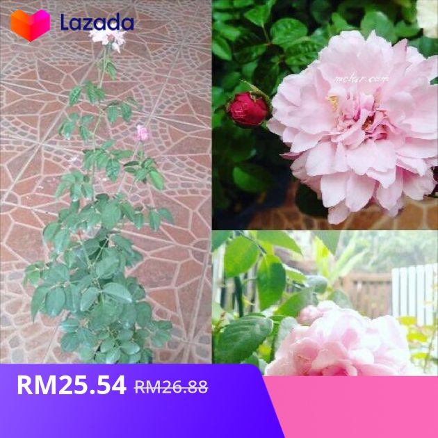 Grafted rose plant pink Damask / Pokok Bunga Ros Damask (pink/merah ...