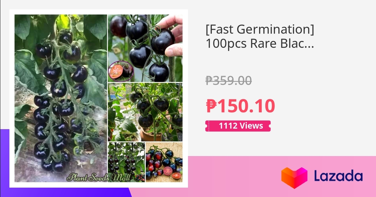 [Fast Germination] 100pcs Rare Black Cherry Tomato Seeds High Yielding ...