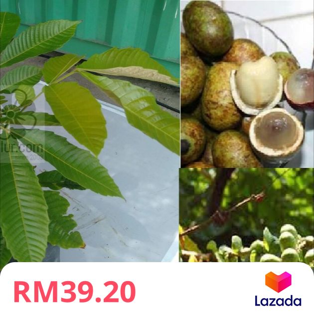 Matoa Sapling/ Anak Pokok Matoa (Longan Brazil) Anak Pokok Tanaman ...