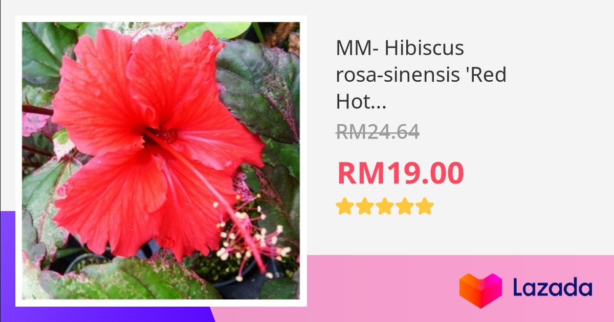 MM- Hibiscus rosa-sinensis 'Red Hot' live plant / Pokok Bunga raya ...
