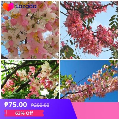 Palawan Cherry Blossom (Cassia X Palawan Cherry) Balayong 5 Seeds