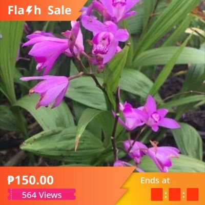 Purple Ground Orchid Bulb Only