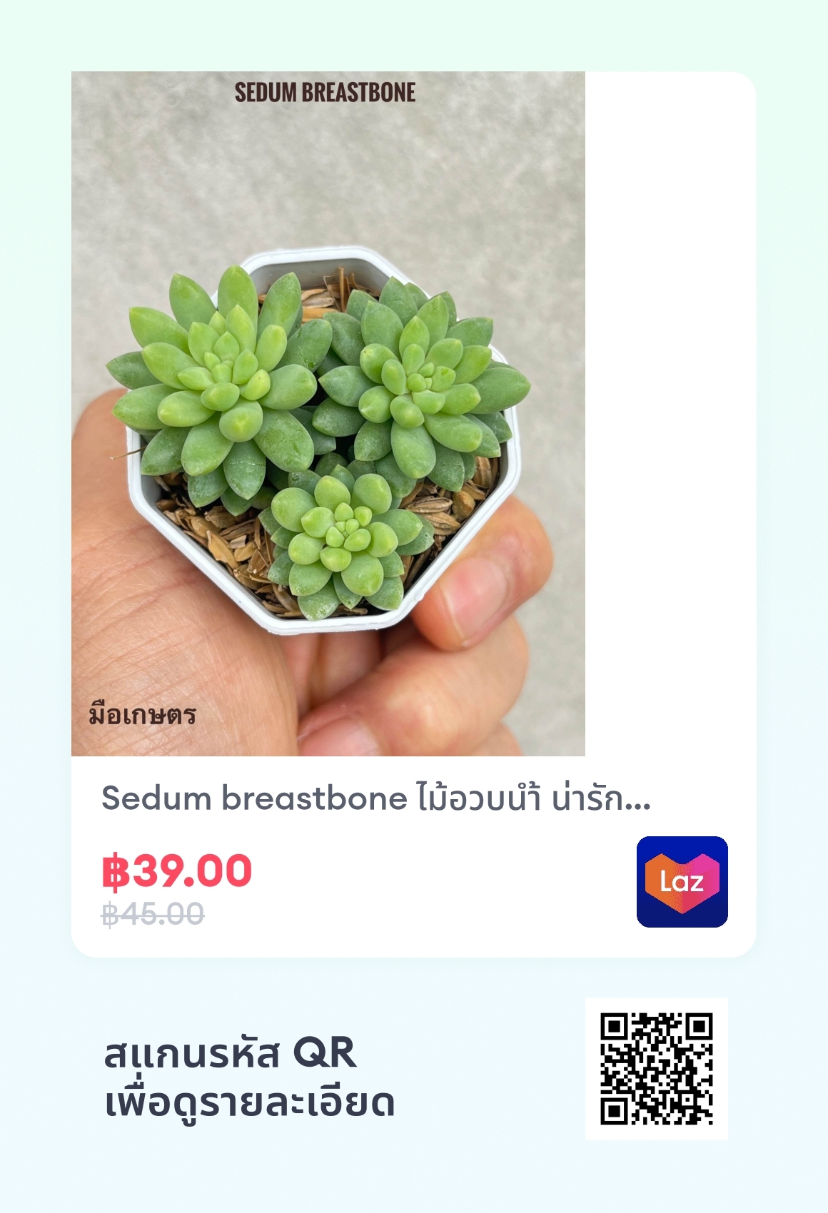Sedum breastbone ไม้อวบนำ้ น่ารักๆ กระถาง 2 นิ้ว
