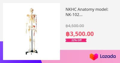 NKHC Anatomy model: NK-102B หุ่นจำลองโครงกระดูกมนุษย์ ขนาด 85 เซนติเมตร