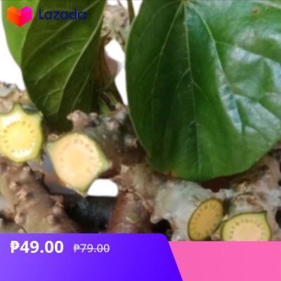 Makabuhay or Panyawan Herbal Medicine Plant 5 cuttings (Tinospora ...