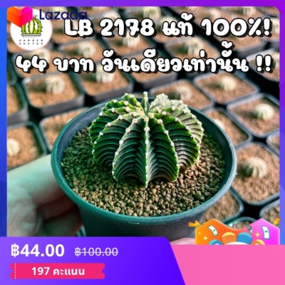 LB2178 แท้100% ยิมโนLB LBแท้ LB2178แท้ แคคตัส กระบองเพชร Cactus LB 2178 เชื้อด่าง เชื้อคริส ไม้ ...
