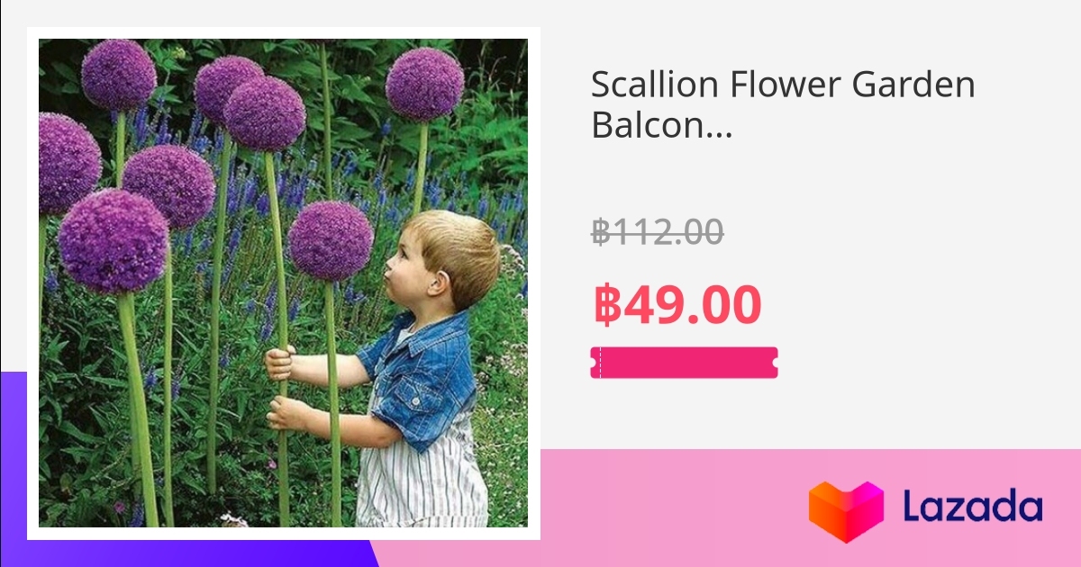 Scallion Flower Garden Balcony Ornamental Flowers 100pcs/pack