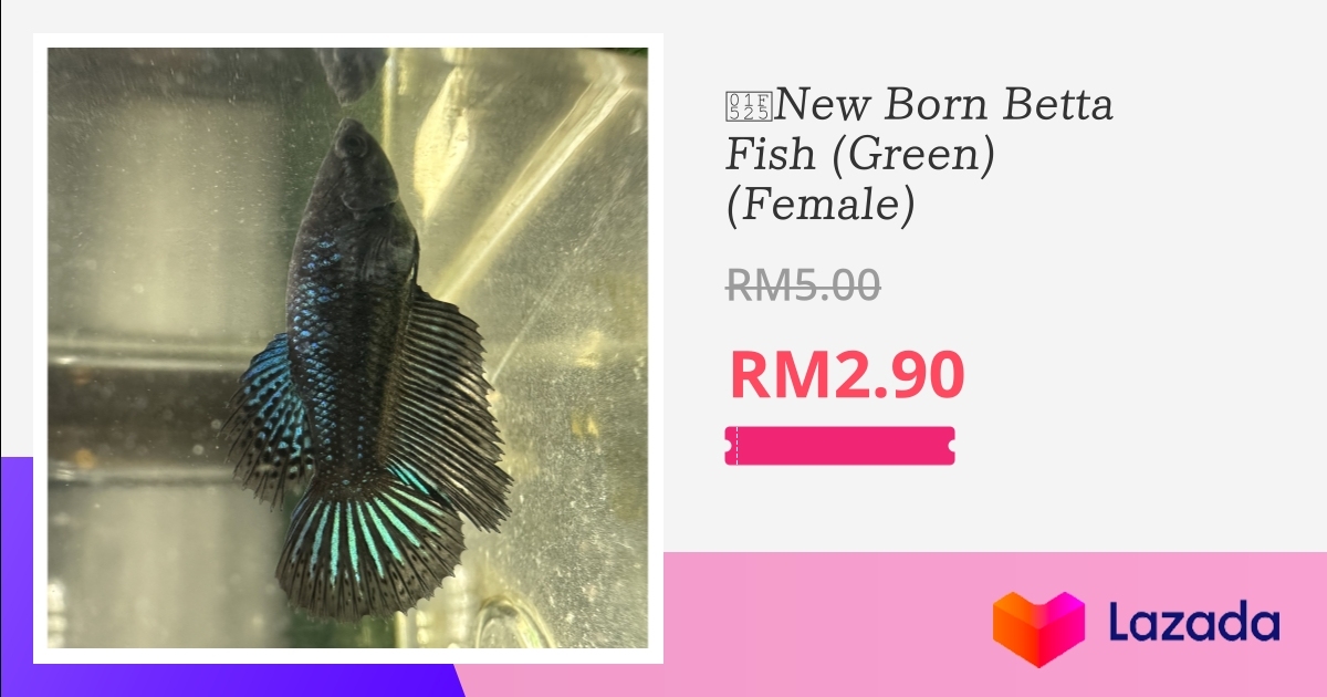 🔥New Born Betta Fish (Green) (Female)
