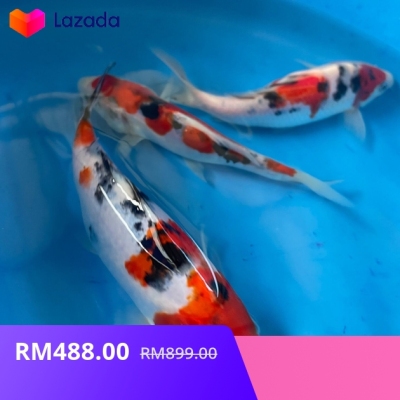 🇯🇵🐟 JAPAN SHOWA KOI LIVE FISH LOCAL BREED 3-4 inches size TOP GRADE ...