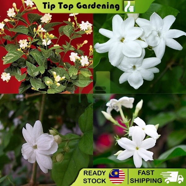 Shop Pavalamalli Seeds online | Lazada.com.my