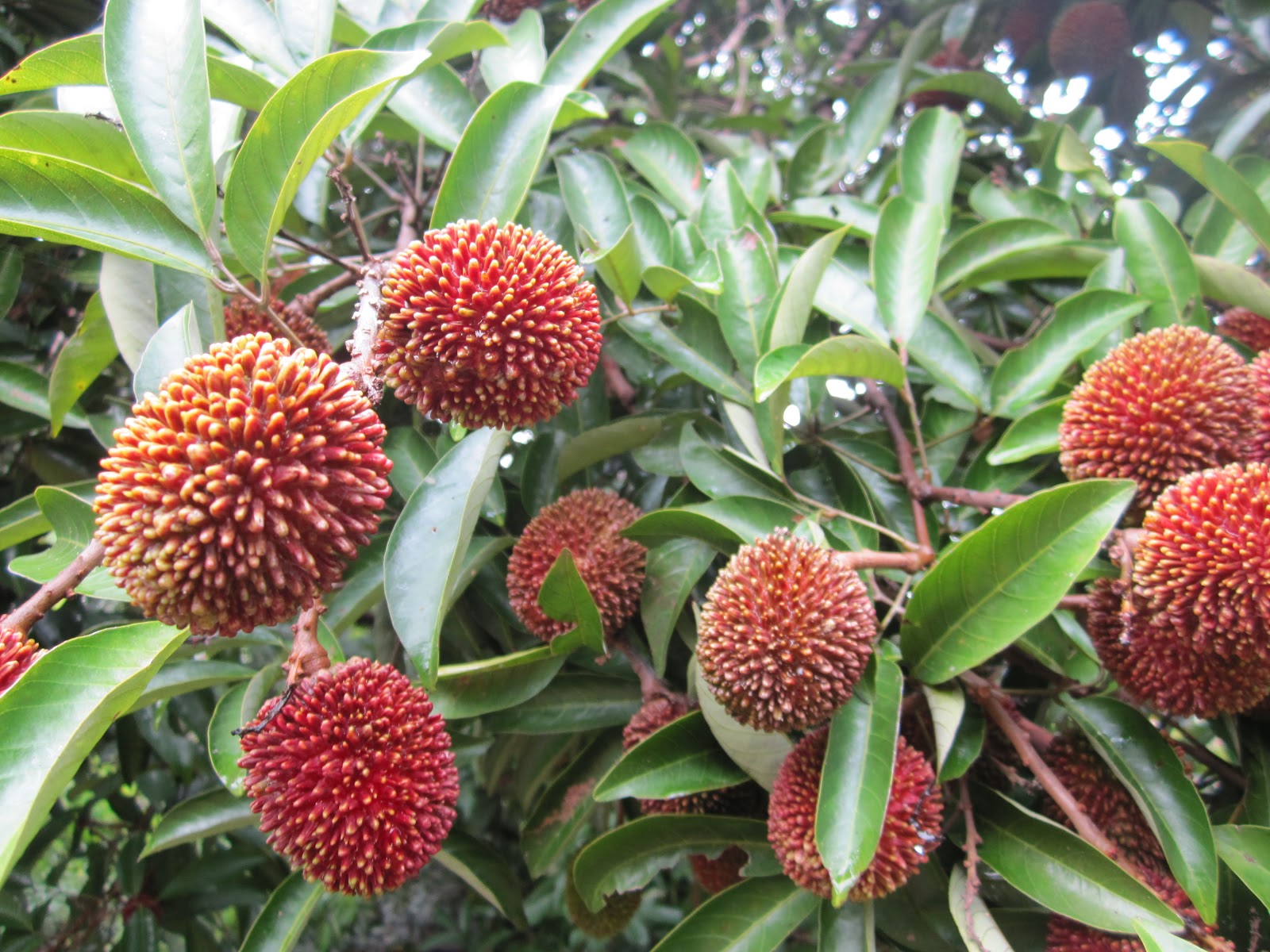 Buah Pulasan