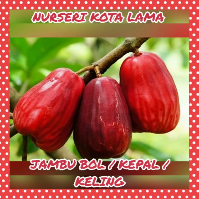 Buah Jambu Keling