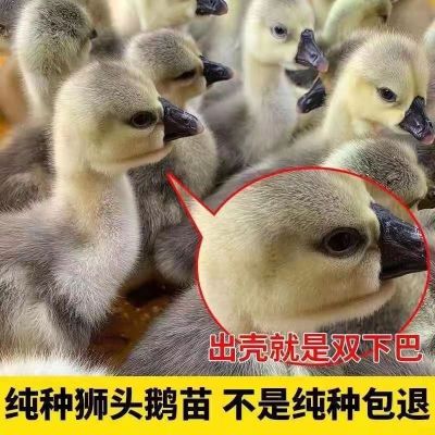 Lionhead Goose Super Pure Big Mac Lionhead Goose Young Goose Grey Goose ...