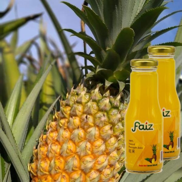 Faiz PL Singapore Official Online Store | Shop Now on Lazada