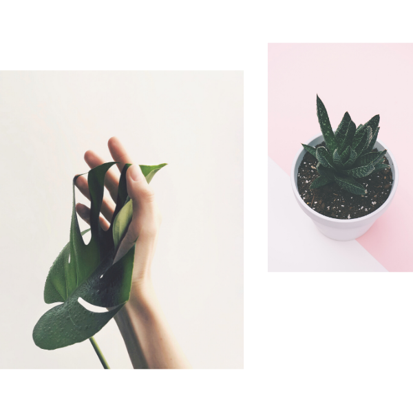 Foliron Official Store in Singapore, Online Shop 05 2025