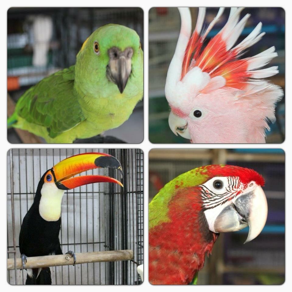 Goodwill Birds Trading Singapore Official Online Store | Shop Now on Lazada