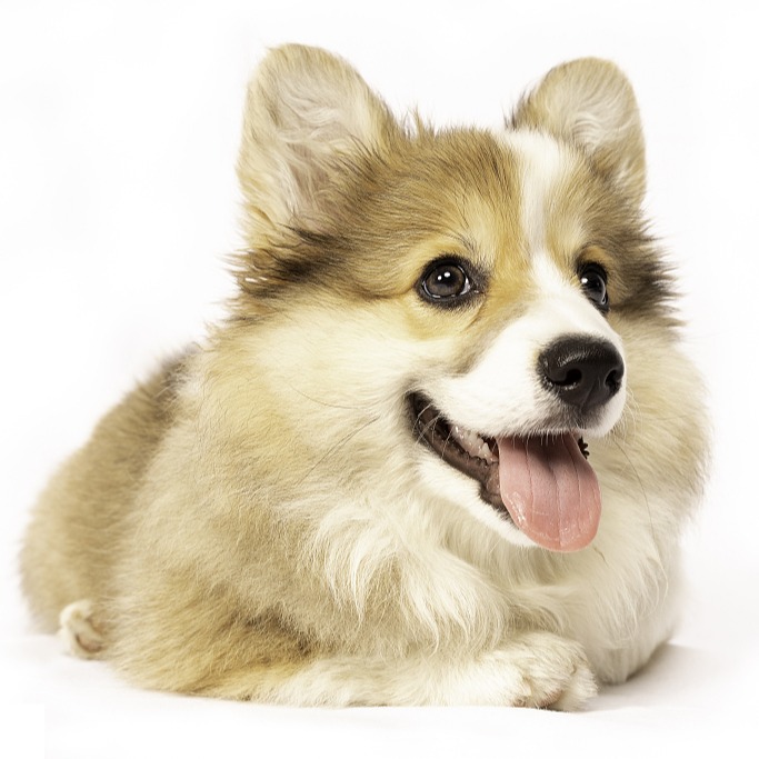 standli Singapore Official Online Store | Shop Now on Lazada