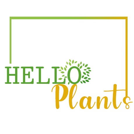 Hello Plants Singapore Official Online Store | Shop Now on Lazada